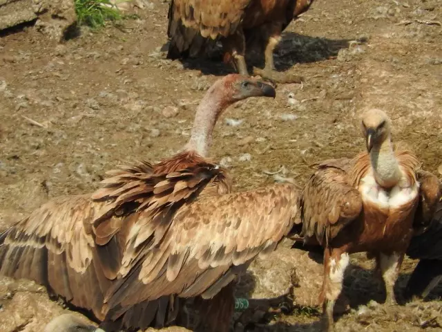 Galerija i oporavak za ptice grabljivice, Senj | GRIFON